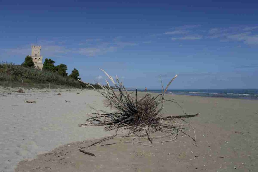 Spiaggia di Torre del Cerrano, l'area marina protetta tra dune e pinete ...